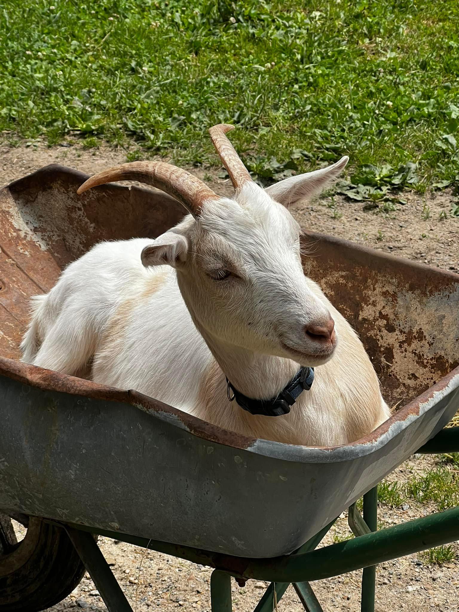 Vivez une expérience à la Mini Ferme de notre écurie à Brignoles ...